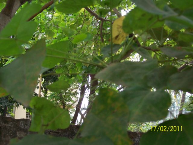 Prakruti -Mother Nature: Indian Coral tree-Mandara