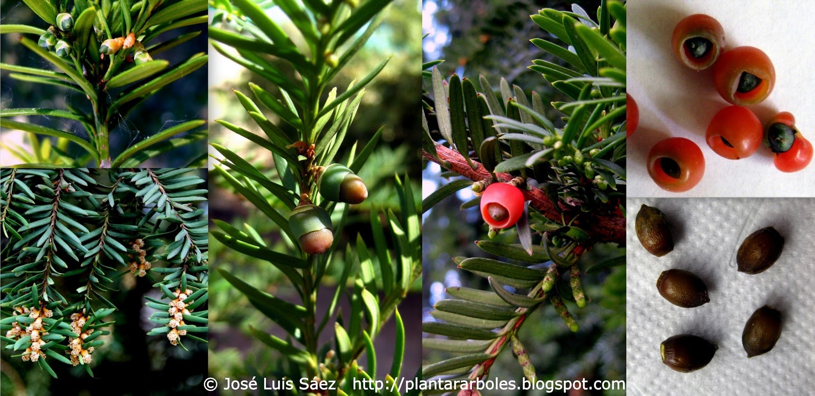 PLANTAR ÁRBOLES y arbustos: Tipos de frutos y semillas AUTÓCTONOS España