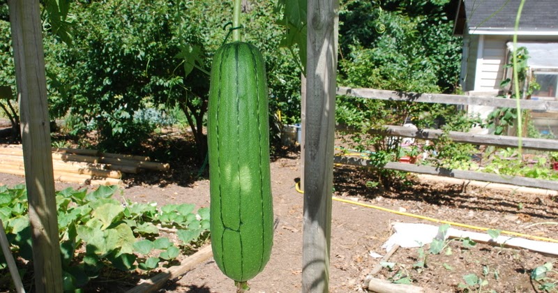 拈花惹草集: 苦味絲瓜、小黃瓜 (Bitter Luffa & Cucumber)