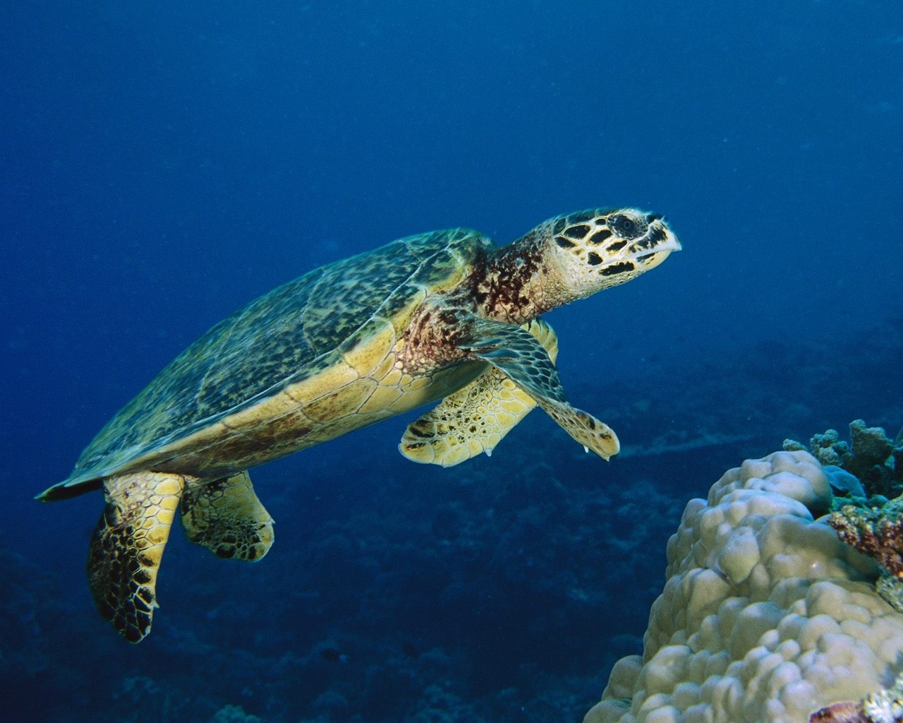 New: 60 Amazing Animals Wallpapers