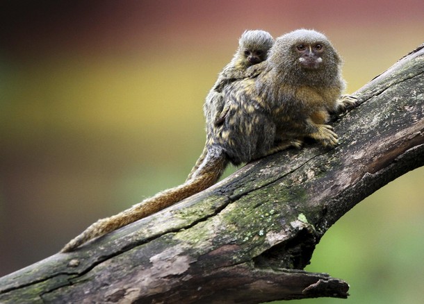 The animal zone: A Titi Pigmeo (Cebuella Pygmaea) born in captivity ten ...