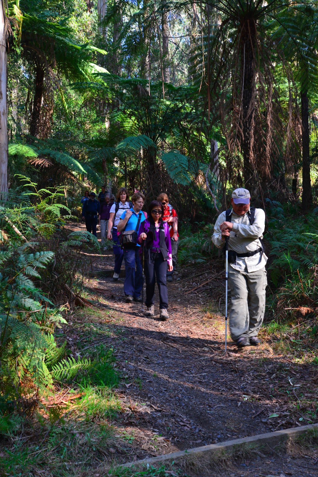 walkabouters club of victoria inc: Sherbrooke Forest, Dandenong Ranges ...