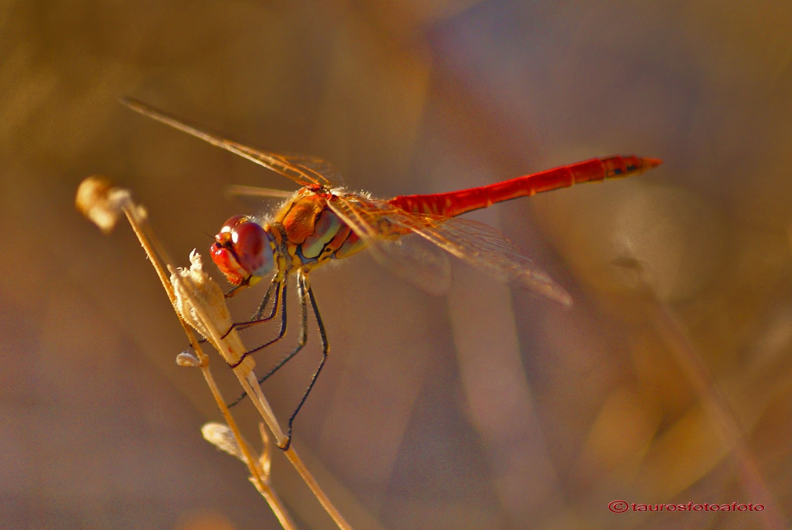 TAUROS FOTO A FOTO: LIBELULA ROJA (Anisopteros)