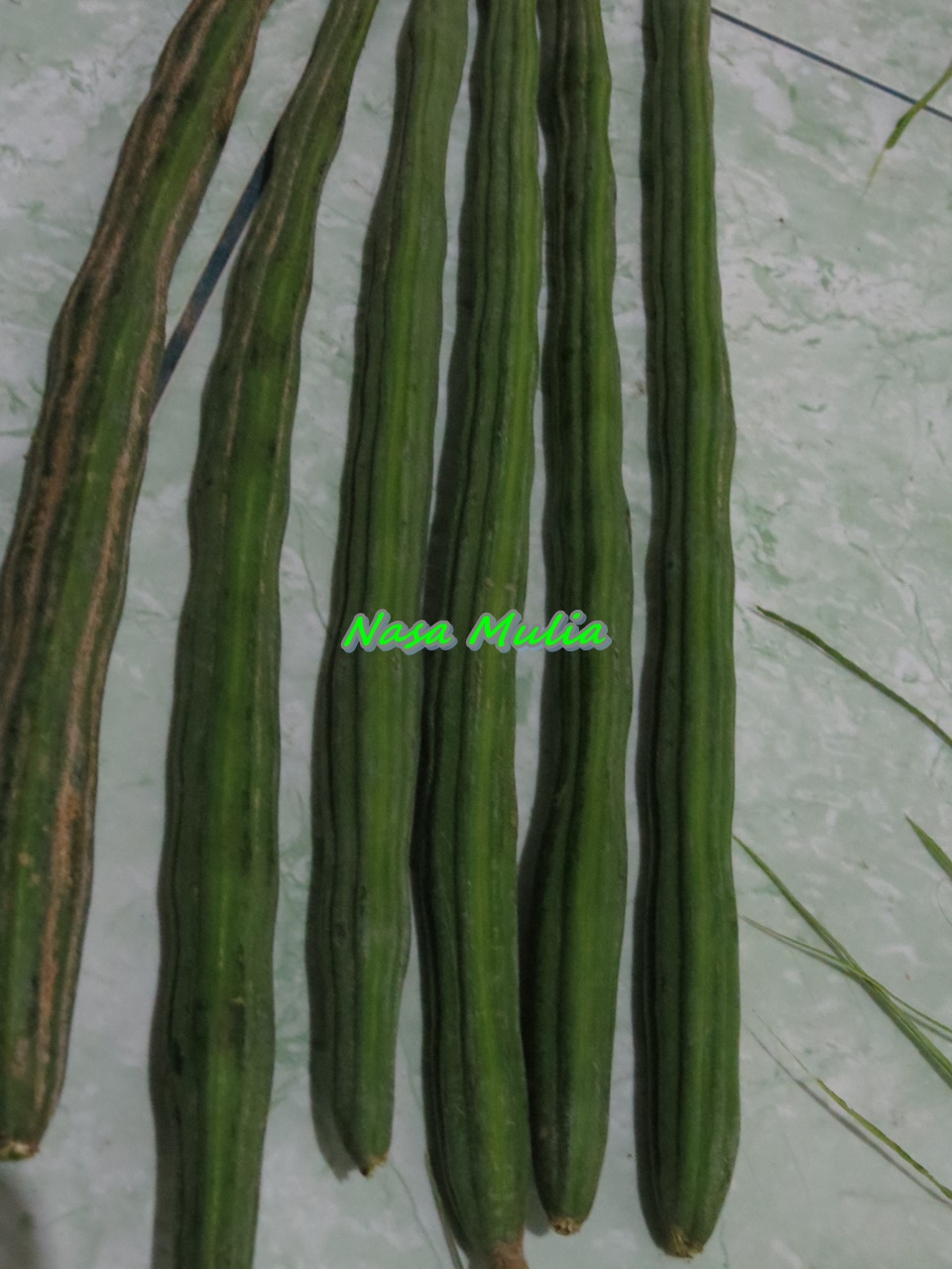 warna warni hidupku..............: Buah Kelor @ Munggai Masak Bening