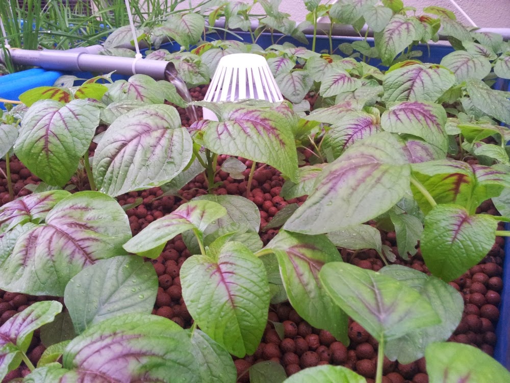 Affnan's Aquaponics: Bayam Getting Bigger