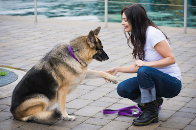 DOGS LIFE: How to train your dog