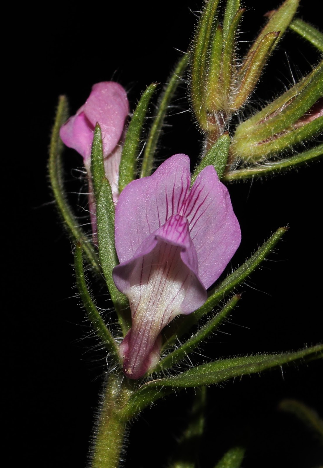 Biodiversity of Cyprus by NGO Protection of the Natural Heritage and ...