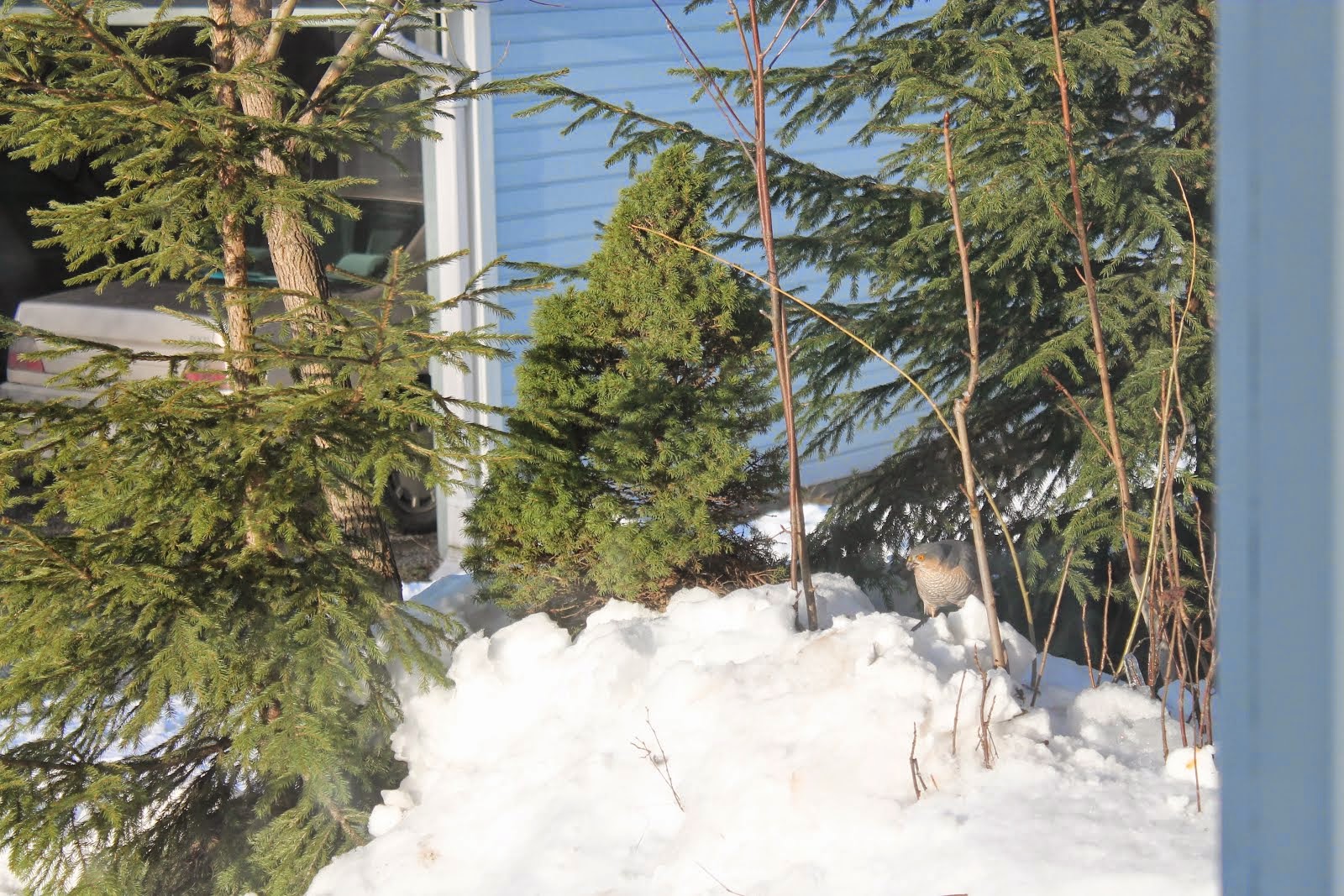 Luontokuvaaja Seppo Lehto taltioi kotoperäisiä ja vierasperäisiä ...