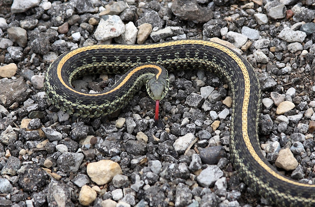 Reflections: Ada Hayden Heritage Park: March 26, 2016: Plains Garter Snake