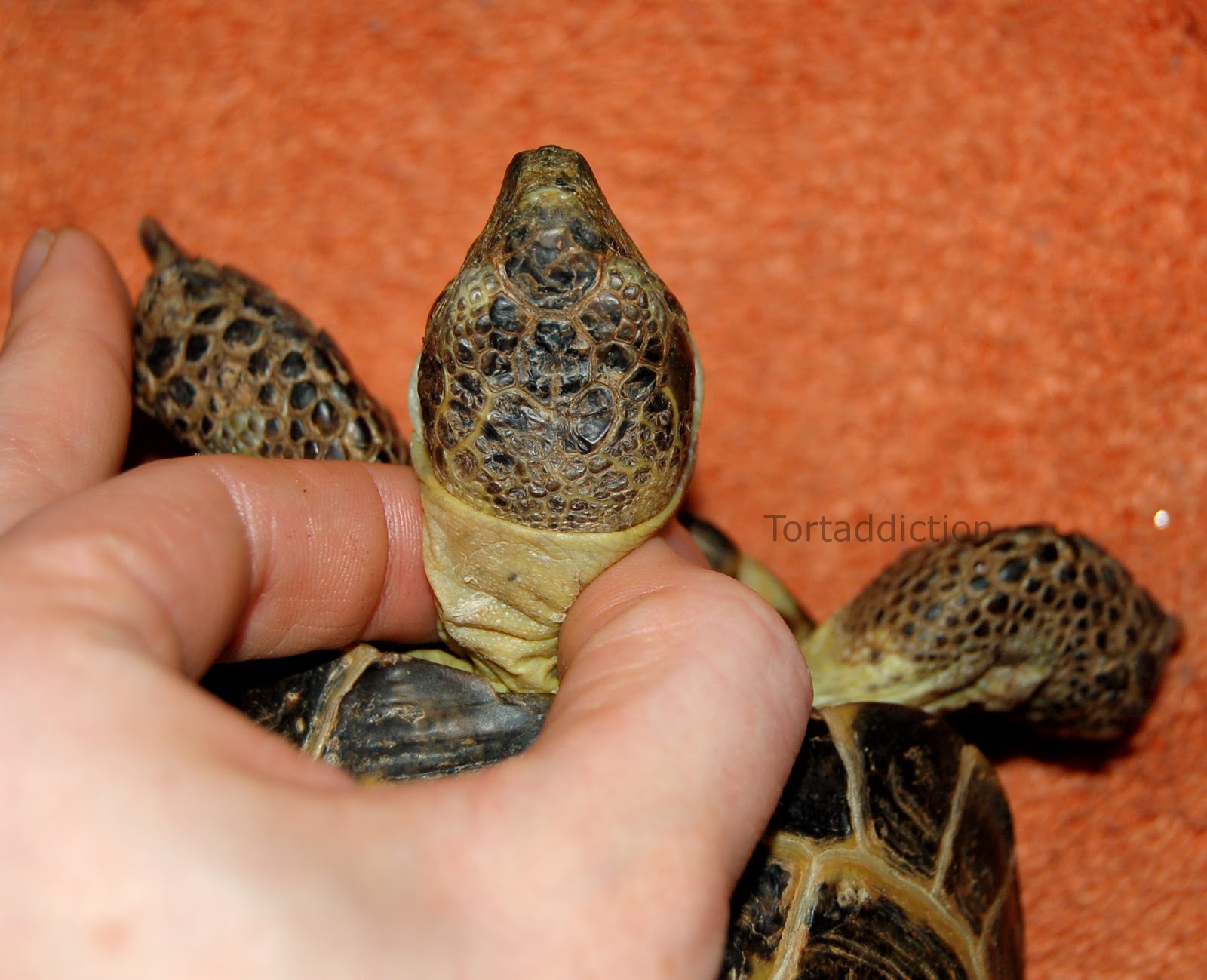 Tortaddiction: How to trim a tortoise's beak - with pictures!