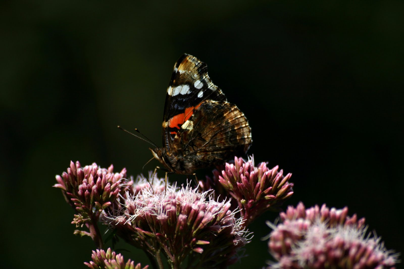 Wildlife and Landscapes: Walk on the Wild Side