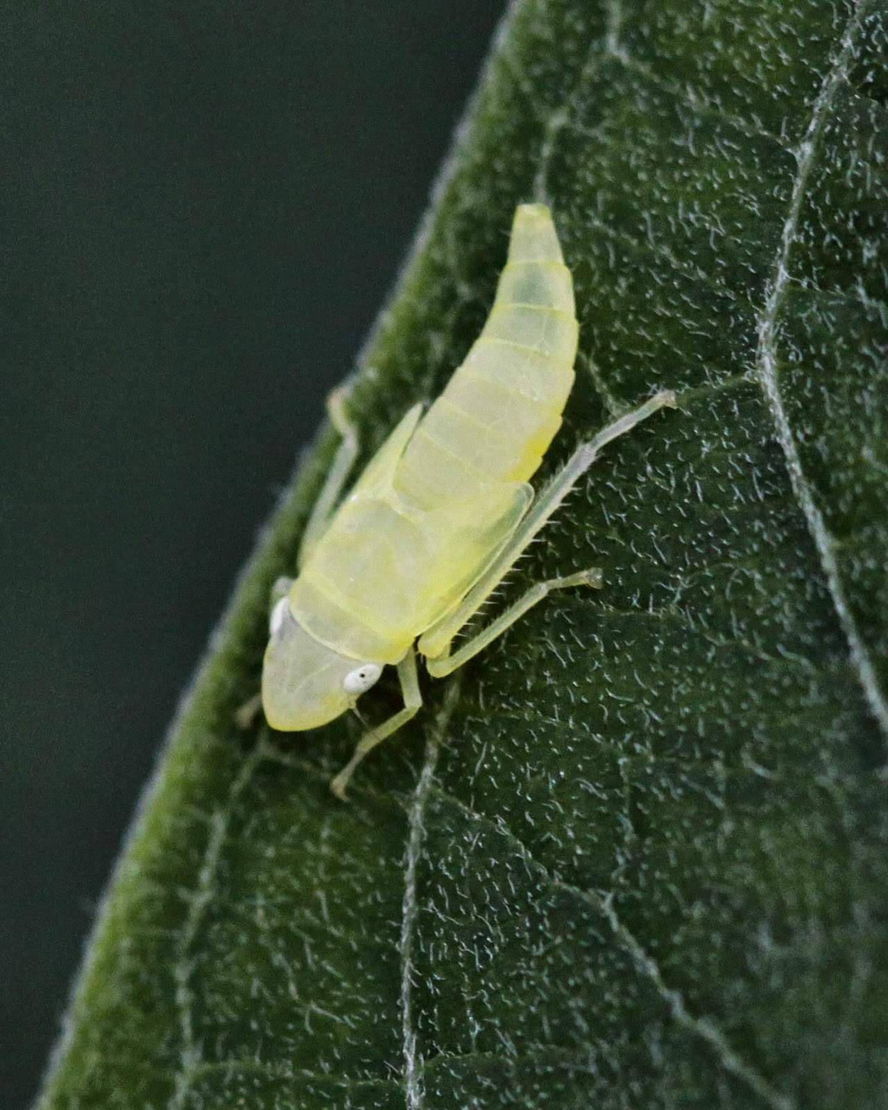 Birds from Behind : 08/01/2014 - 09/01/2014