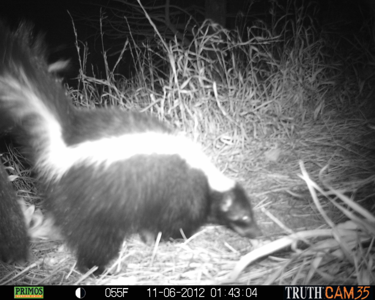 The Natural World: A Skunky Surprise and the Mimicry of the Steller's Jay