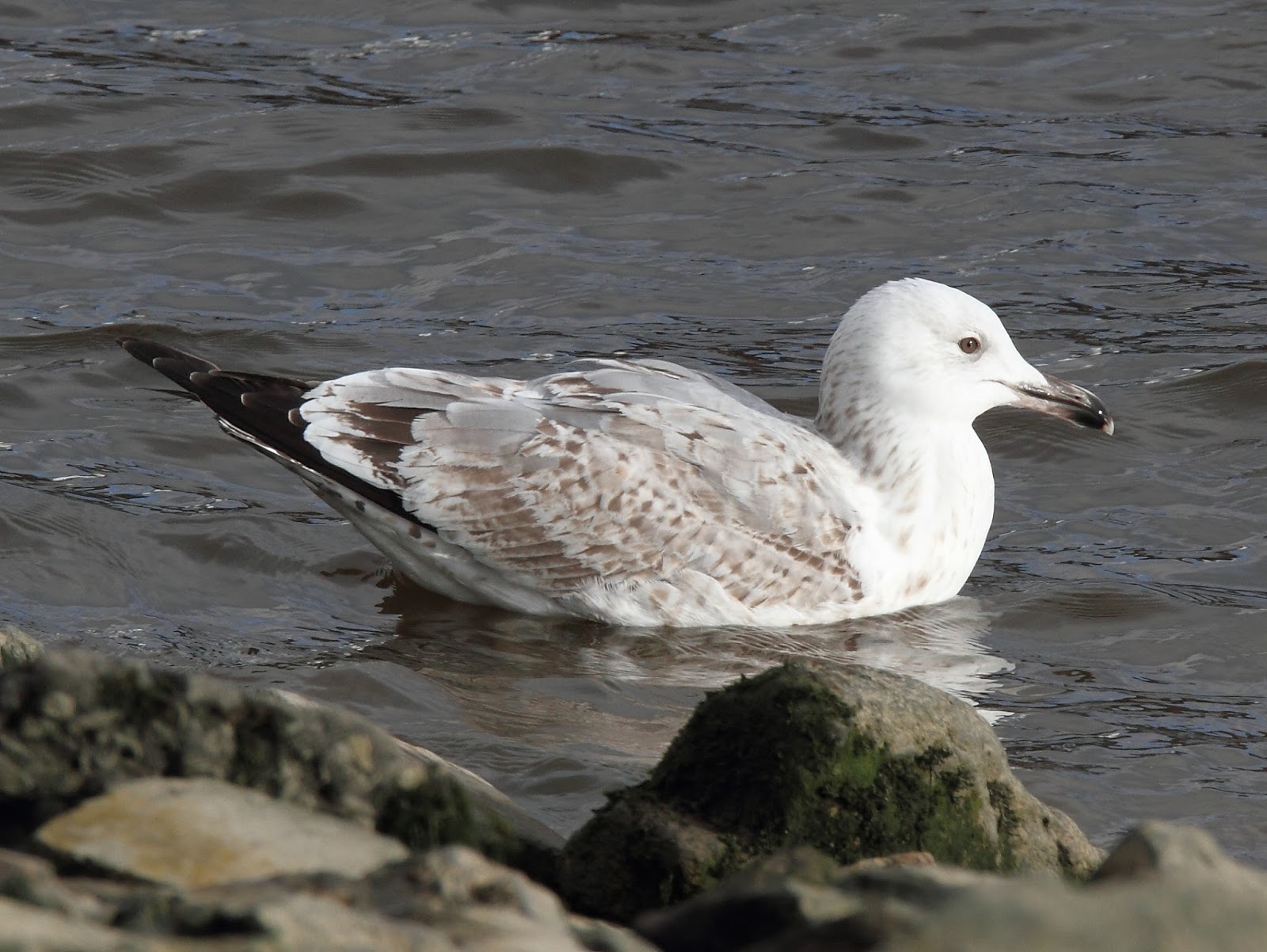 TT's Birding Blog: Caspian Gull