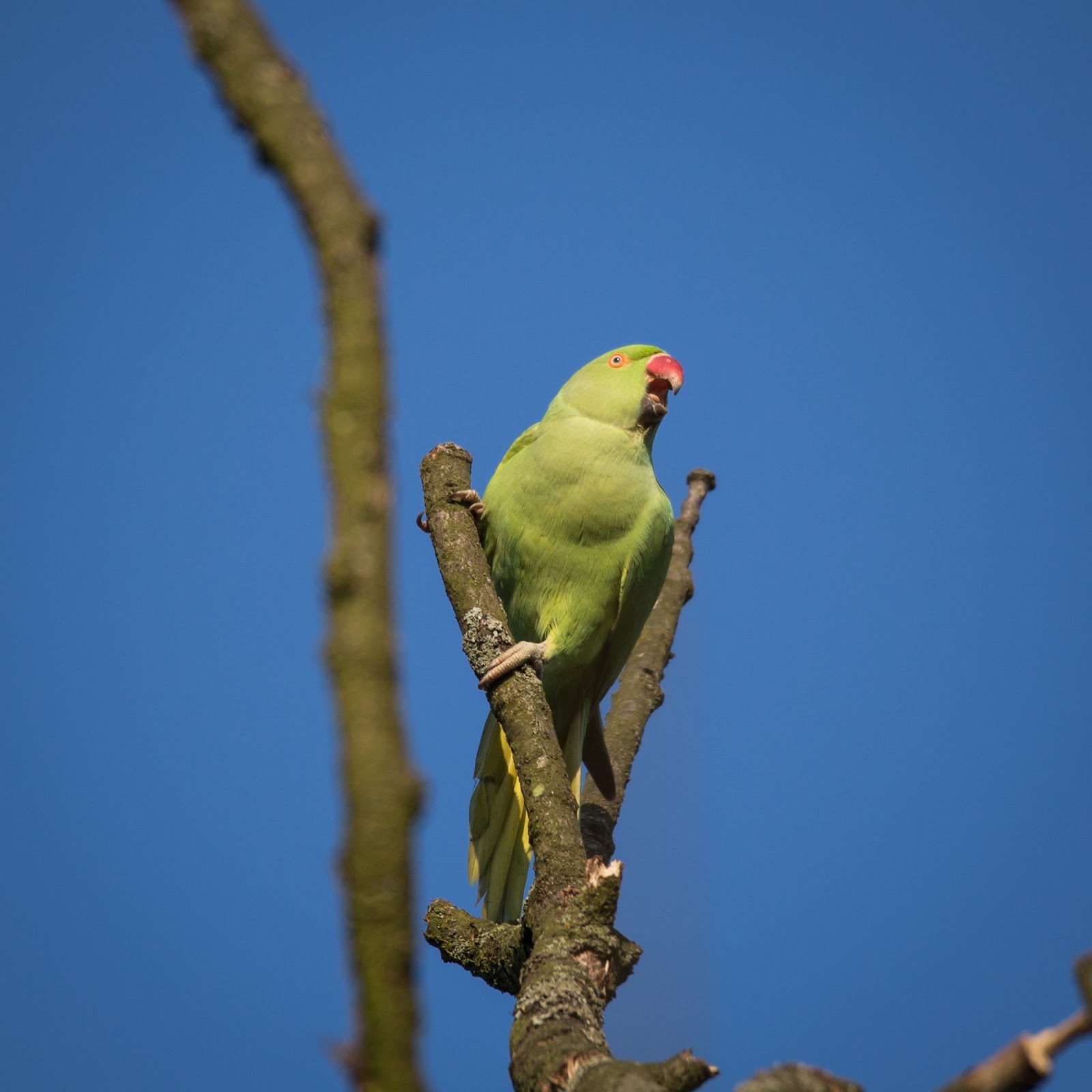 TrogTrogBlog: Bird of the week - Ring-necked parakeet