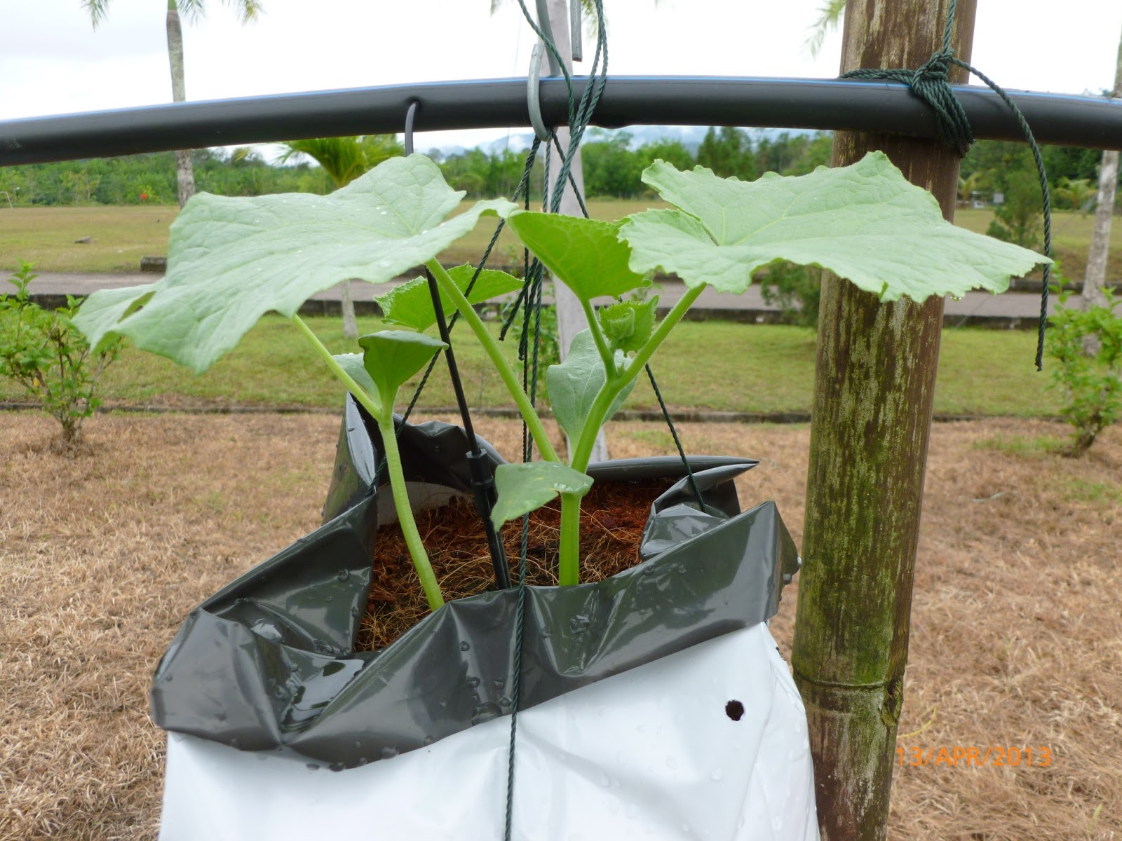 OBO: Projek Tanaman Timun Fertigasi Terbuka Di SMK Kuala Jengal, Dungun ...