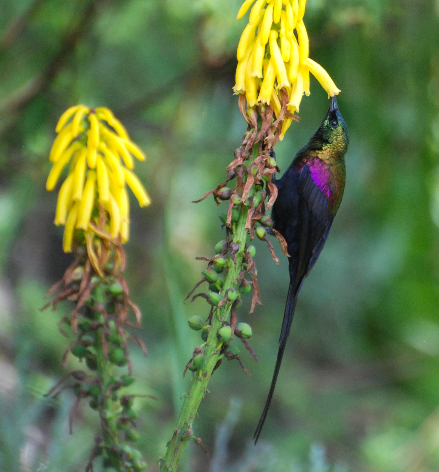 Dar es Salaam Bird Watching Blog: TYPES OF BIRDS IN TANZANIA