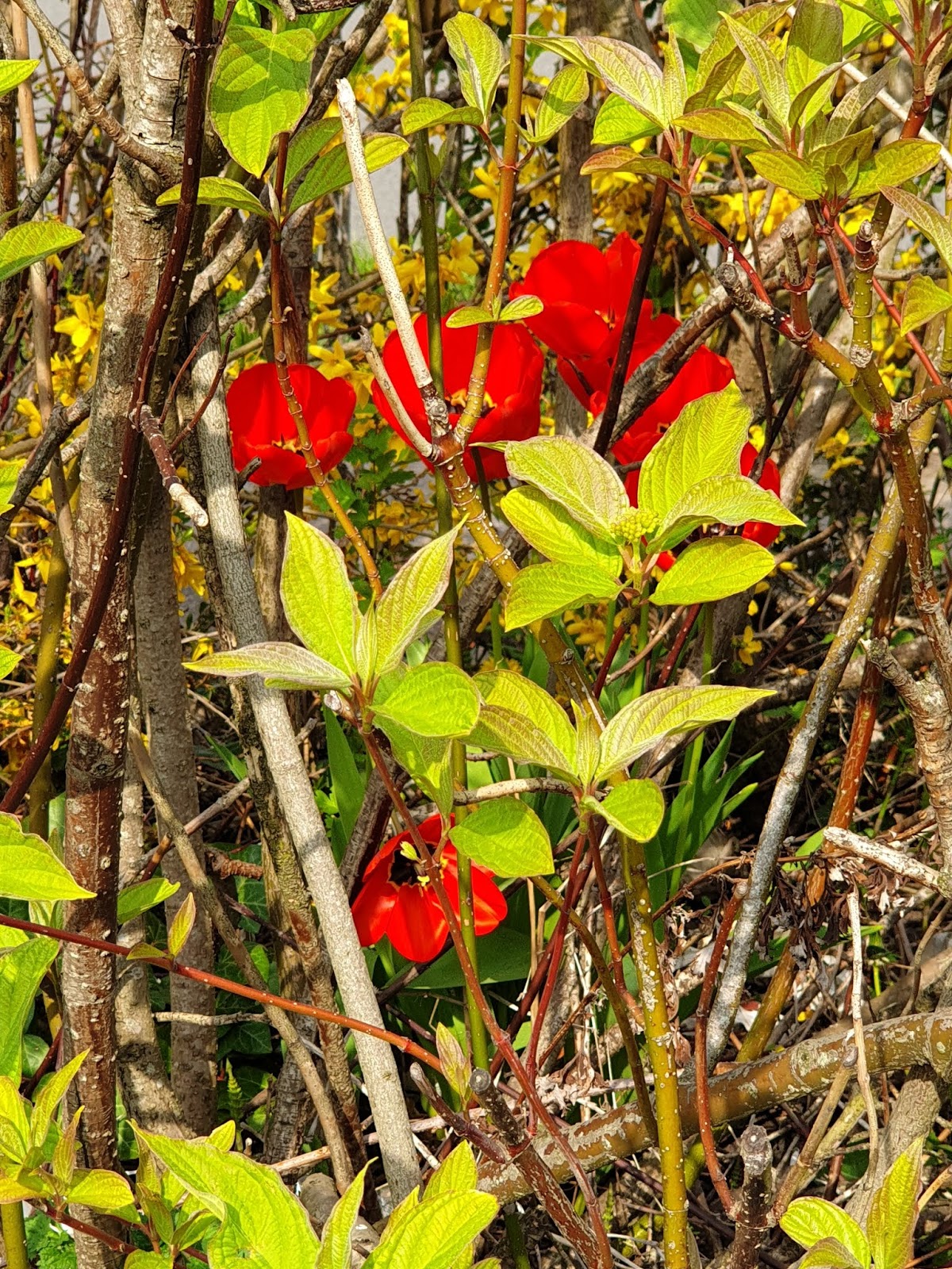 The Purple Zone: Poppies