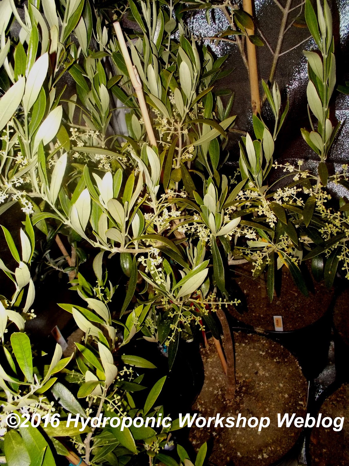 Hydroponic Workshop: Journal March 5, 2016 - Warming trend on the way