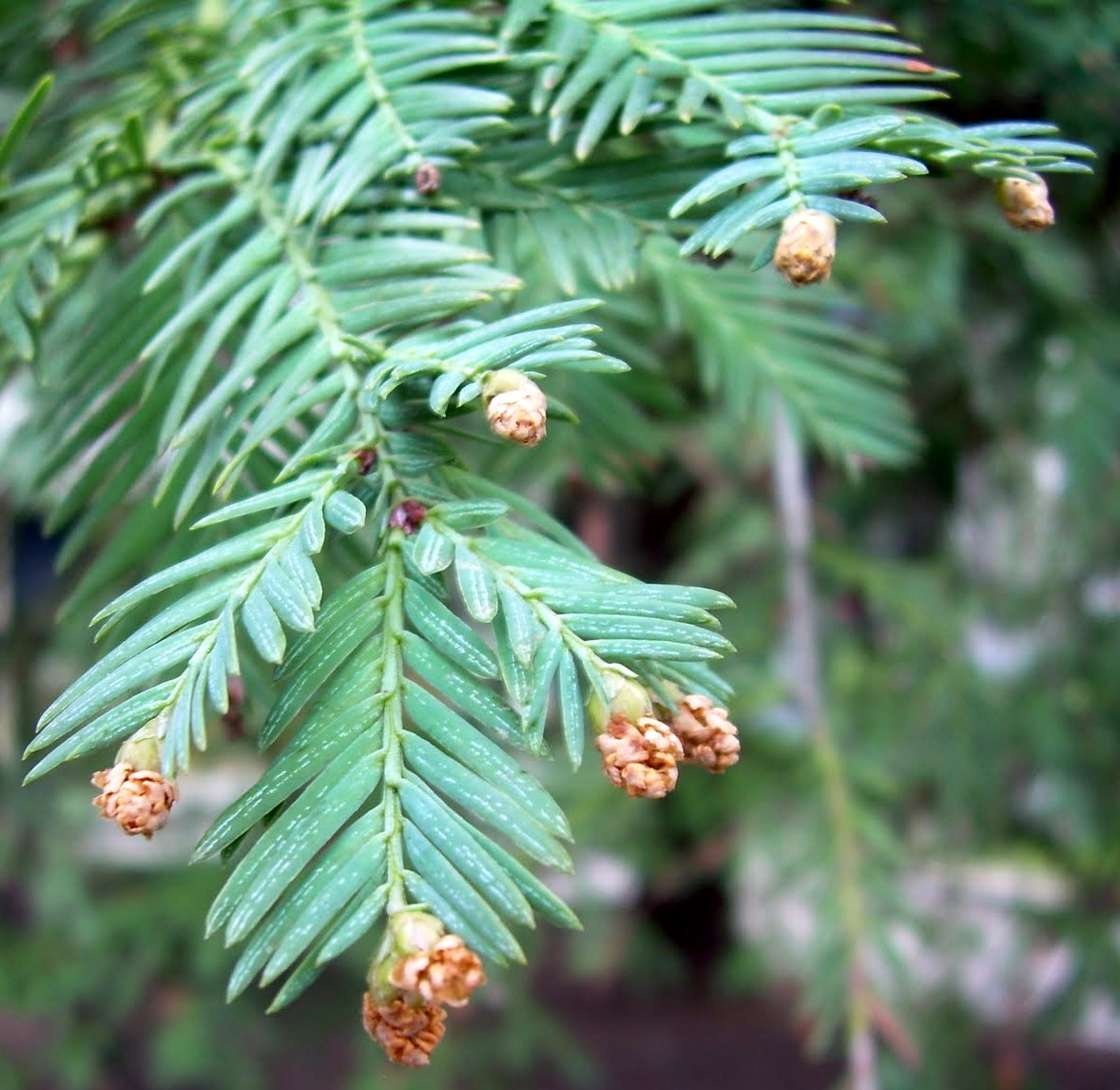 Taxonomia Plantae no Magnoliopsida: Phylum Tracheophyta Clase Pinopsida ...