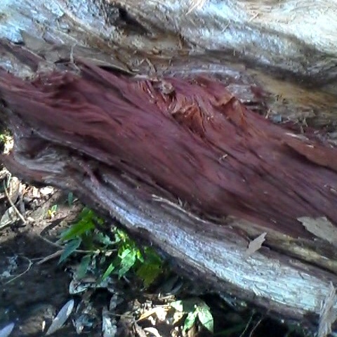 Galih Kayu Nagasari (Rajanya Kayu Magis)