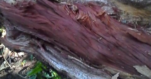 Galih Kayu Nagasari (Rajanya Kayu Magis)