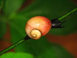 Thenula Senavirathna: 2018