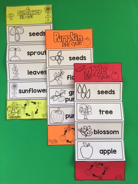 Life Cycle Sequencing Crafts- Apple-Pumpkin-Sunflower ~ Preschool ...