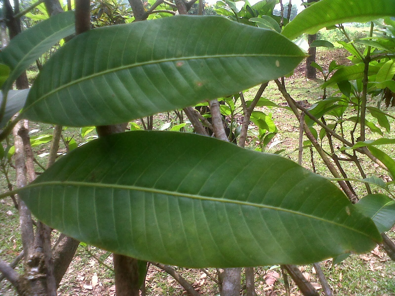 Morfologi Tumbuhanku: Daun-Dedaunan