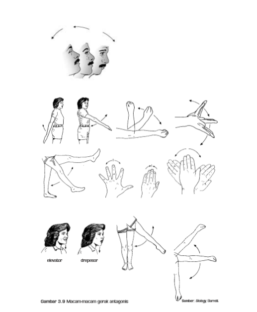 Sifat Kerja Otot - Our Akuntansi