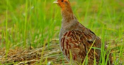 Old European culture: Partridge