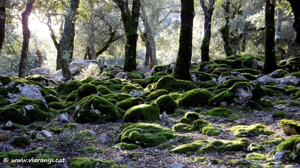 Viaranys: de març 2017