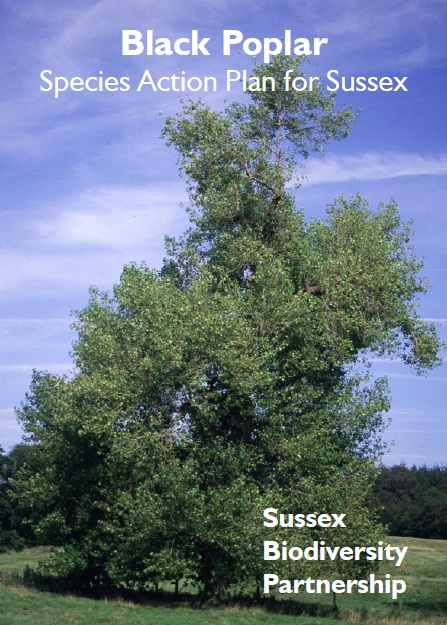 Biodiversity Gatwick: A rarer-tree… The native Black Poplar