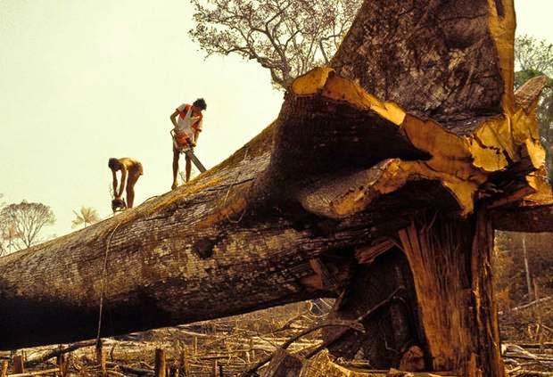 Reforestation and the Medicinal Uses of Trees -Liliana Usvat Research ...