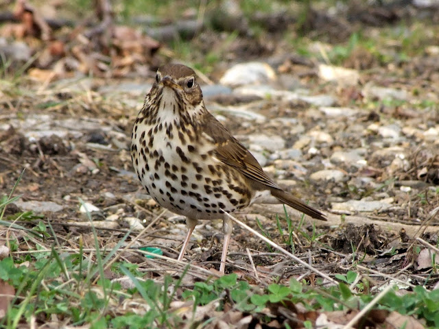 Lumea vieţuitoarelor: Sturzul cântător ( Turdus philomelos )