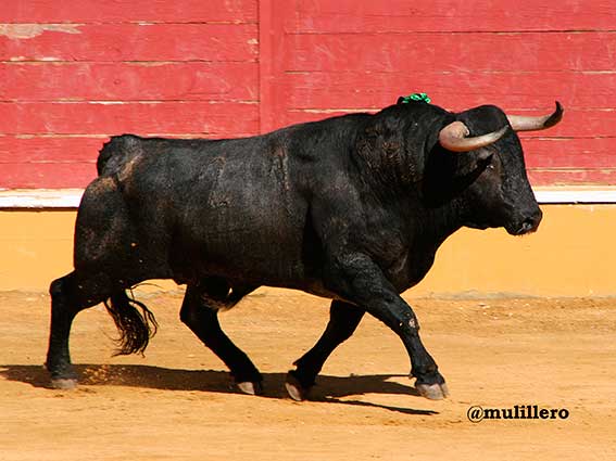 Blog de Mulillero: julio 2016