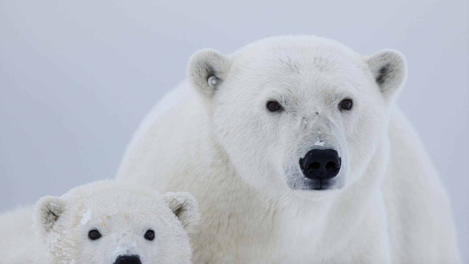 Oso polar wallpapers