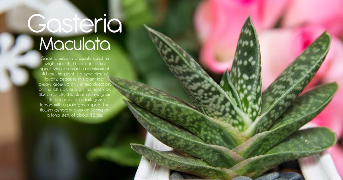 15+ Gokil Abis Tanaman Hias Sukulen