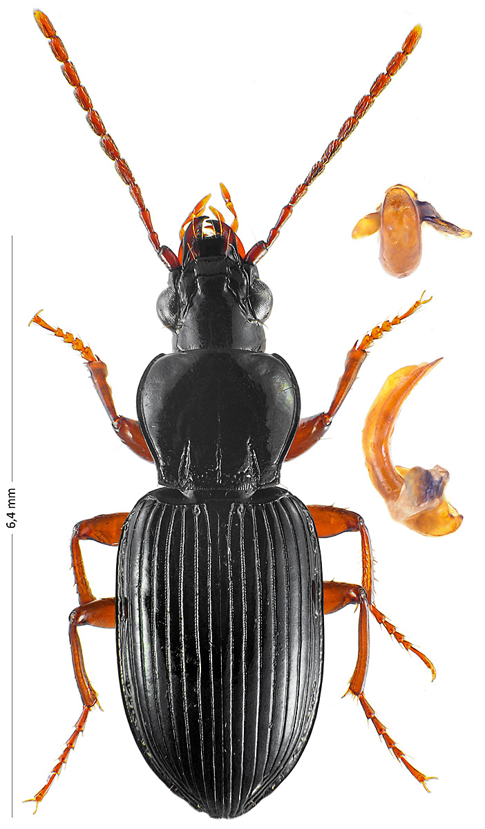 Variety of Life: Abacetus