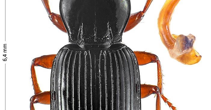 Variety of Life: Abacetus