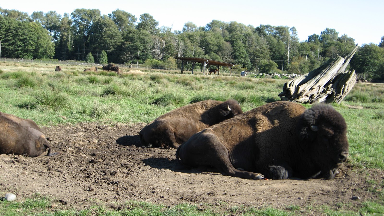 My Zoo: American Bison