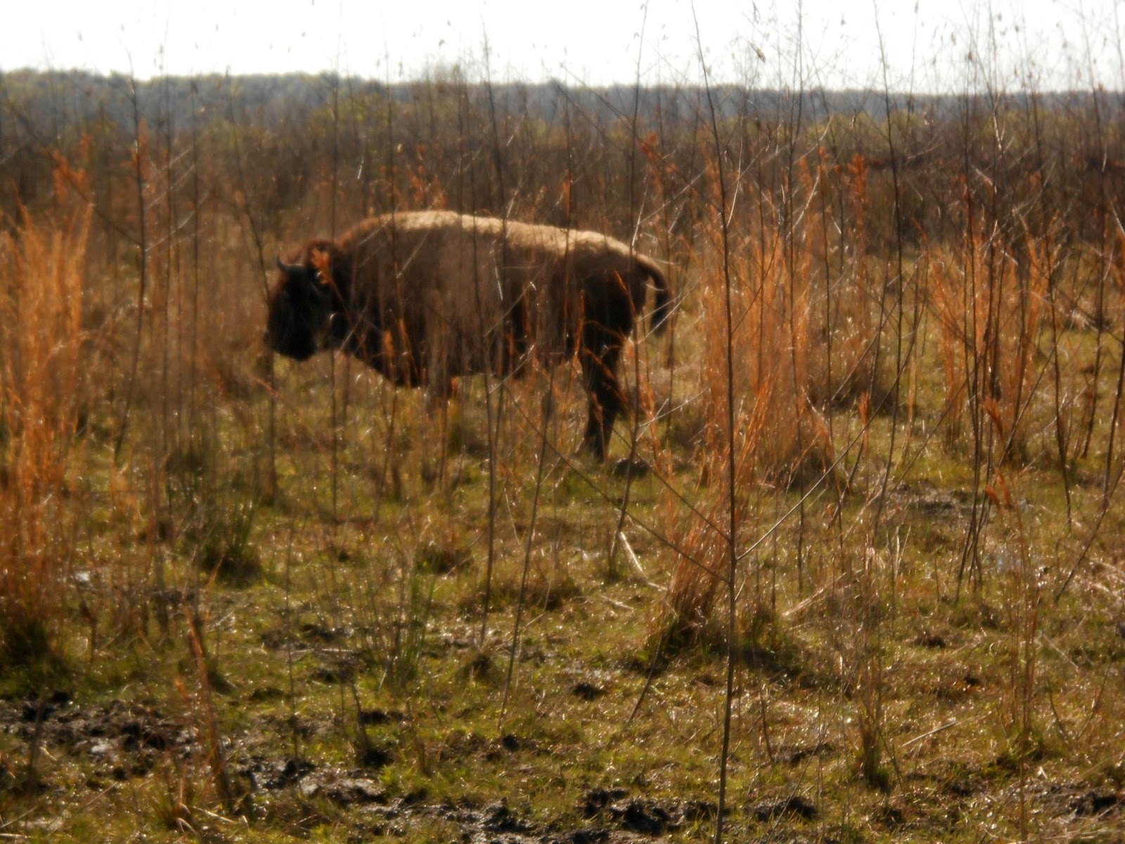 Paynes Prairie Wild Bison Adventure - Lost Girls Adventures