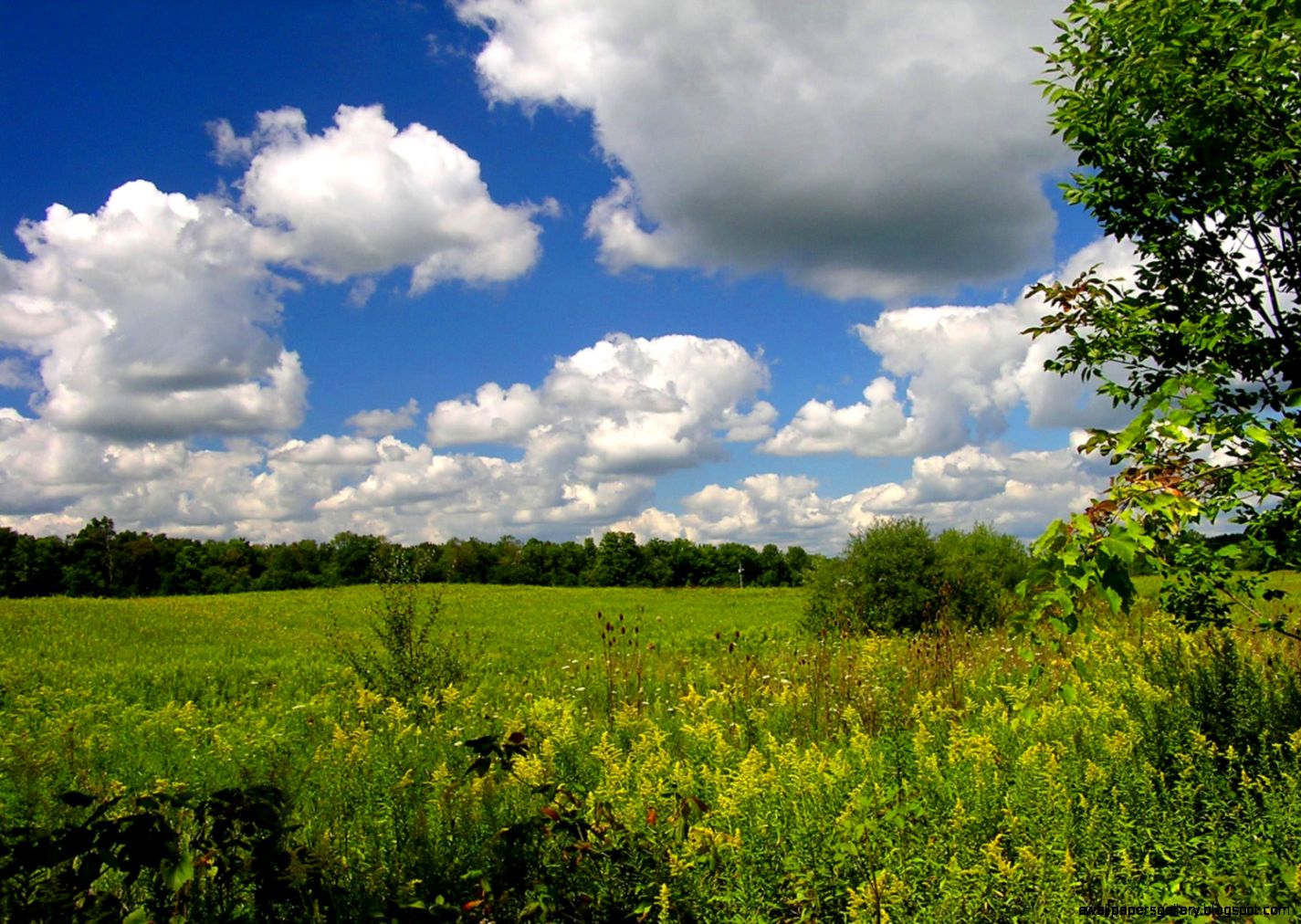 Summer Nature Scenes | Wallpapers Gallery