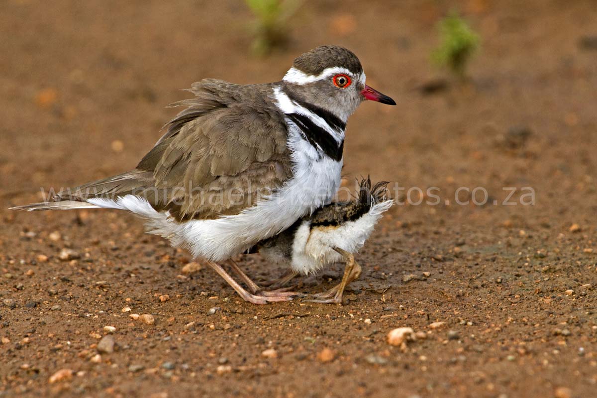 Five Star Lodge in the Addo Elephant National Park: Three Banded Plover ...