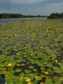 Delta Dunarii: Flora