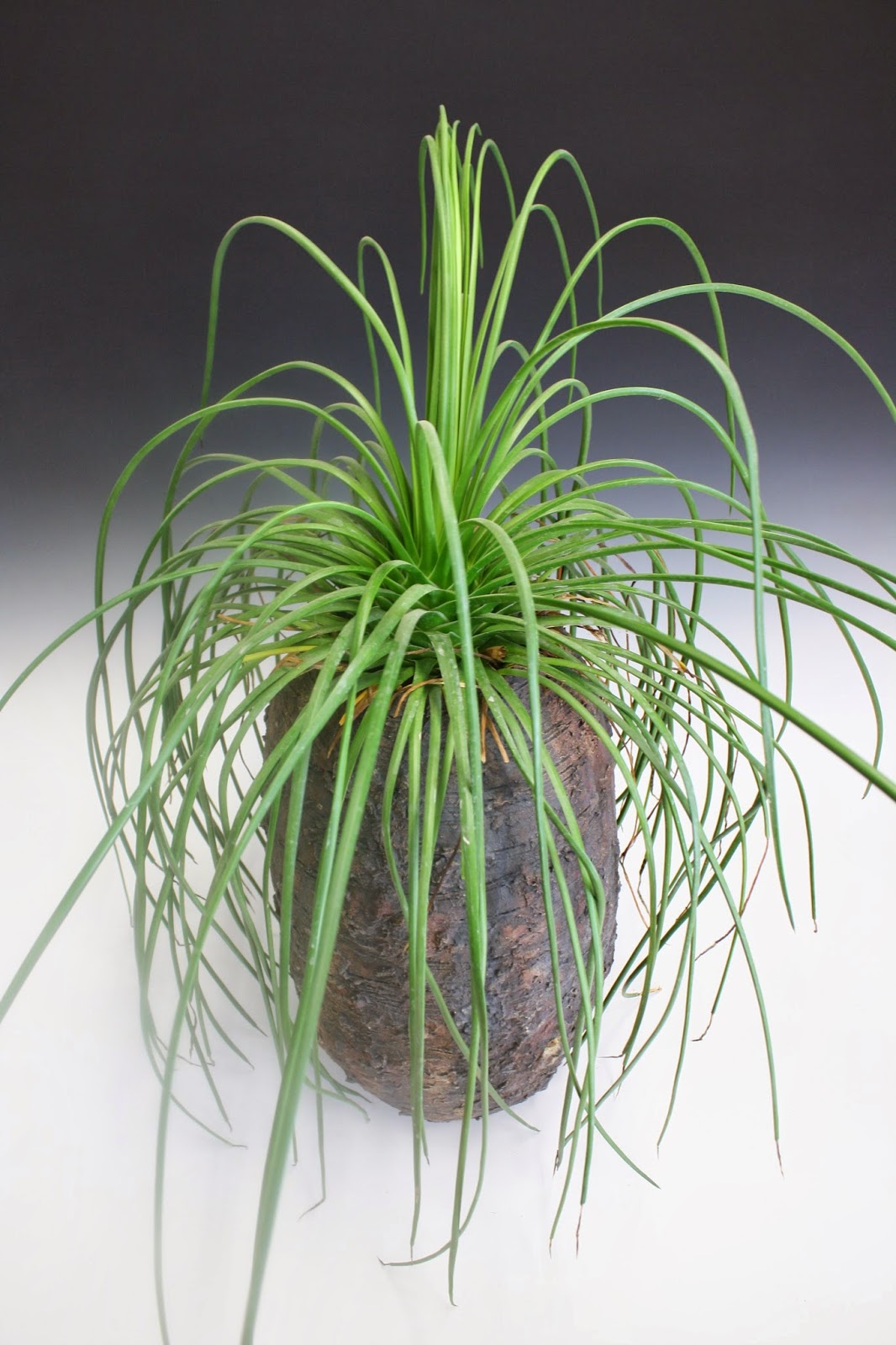 Home [joshuaflicker.com]