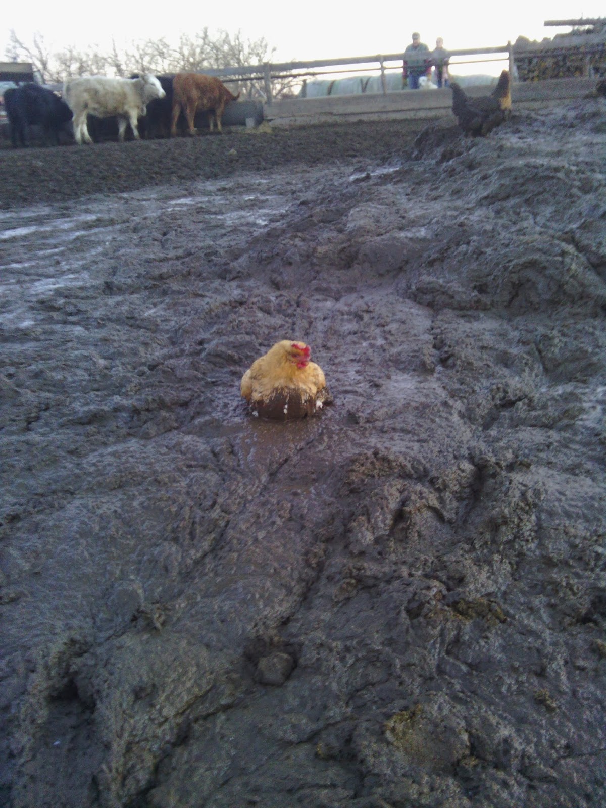 In Between The Sunsets Of Life Chicken Mud Issue