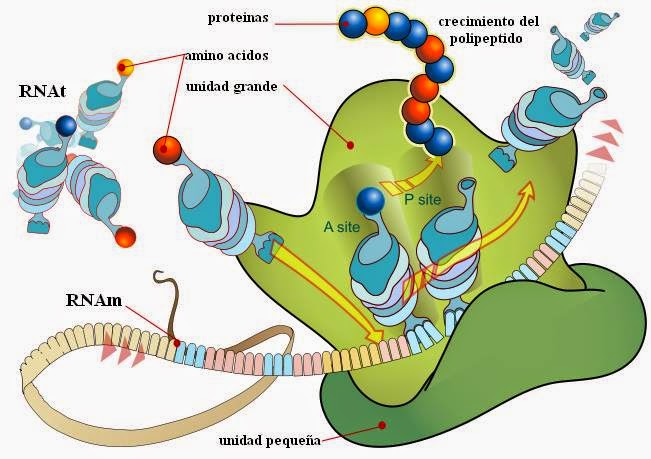Biologia Molecular: Ribosomas
