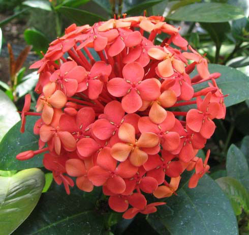 Thechi or Flame of the Woods Flower in Hindu Pujas | Hindu Blog