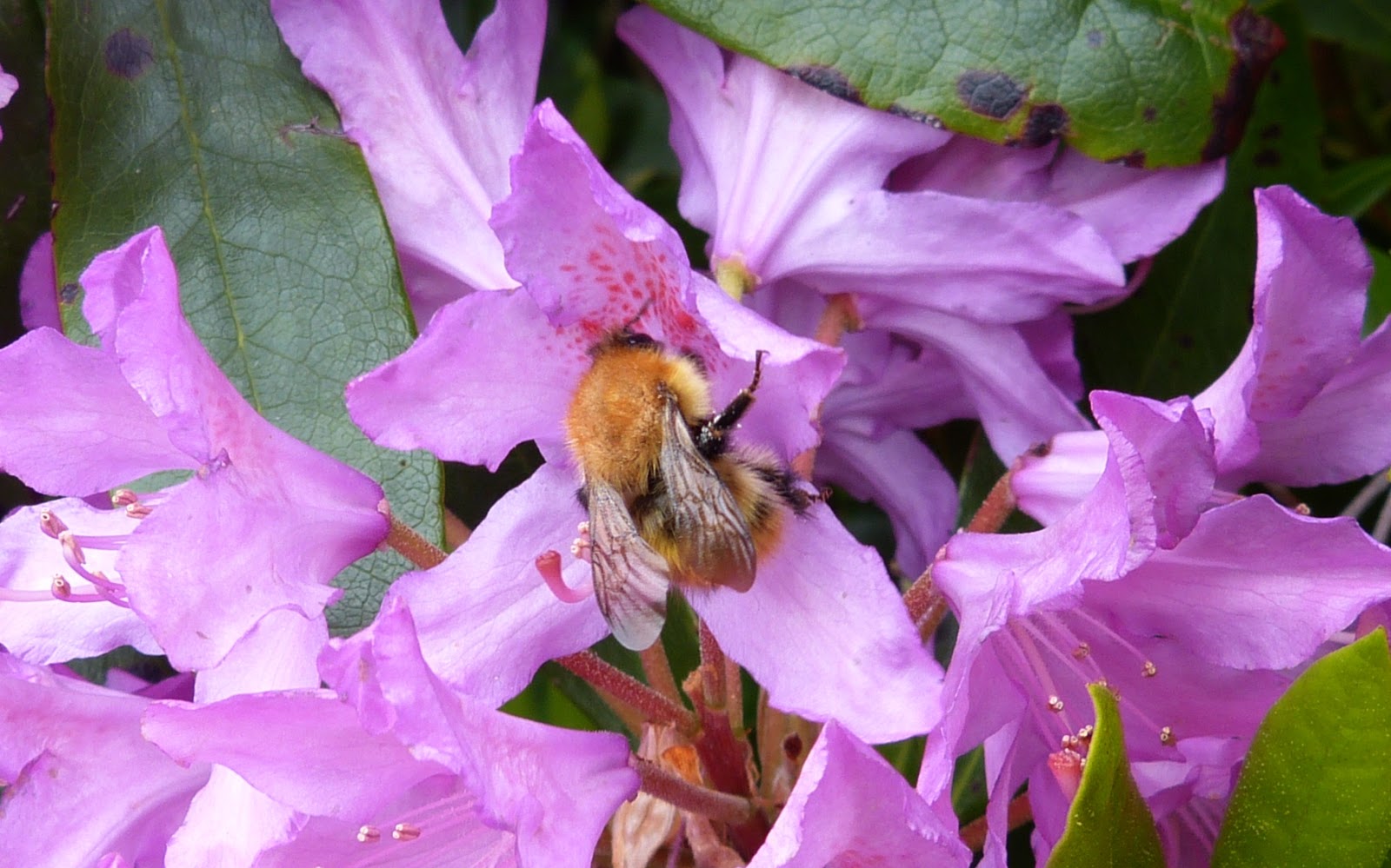 A Kilchoan Diary: A Rich Insect Life